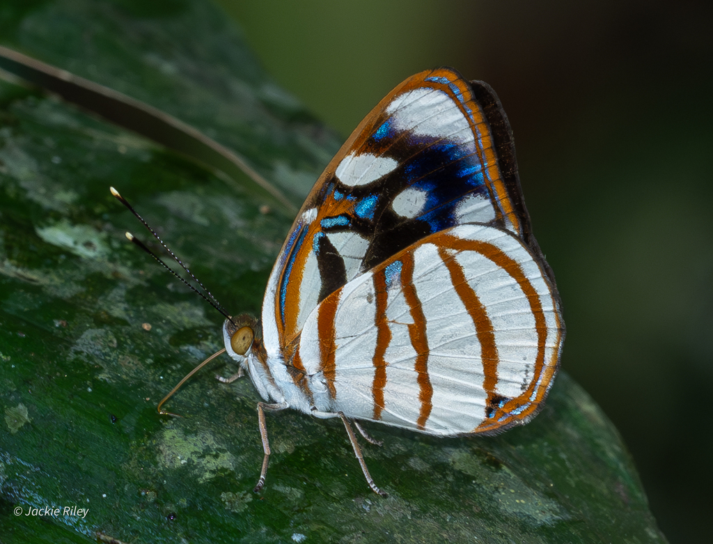 Dynamine chryseis from ARCC, Lago Soledad, Tambopata, Peru on September ...