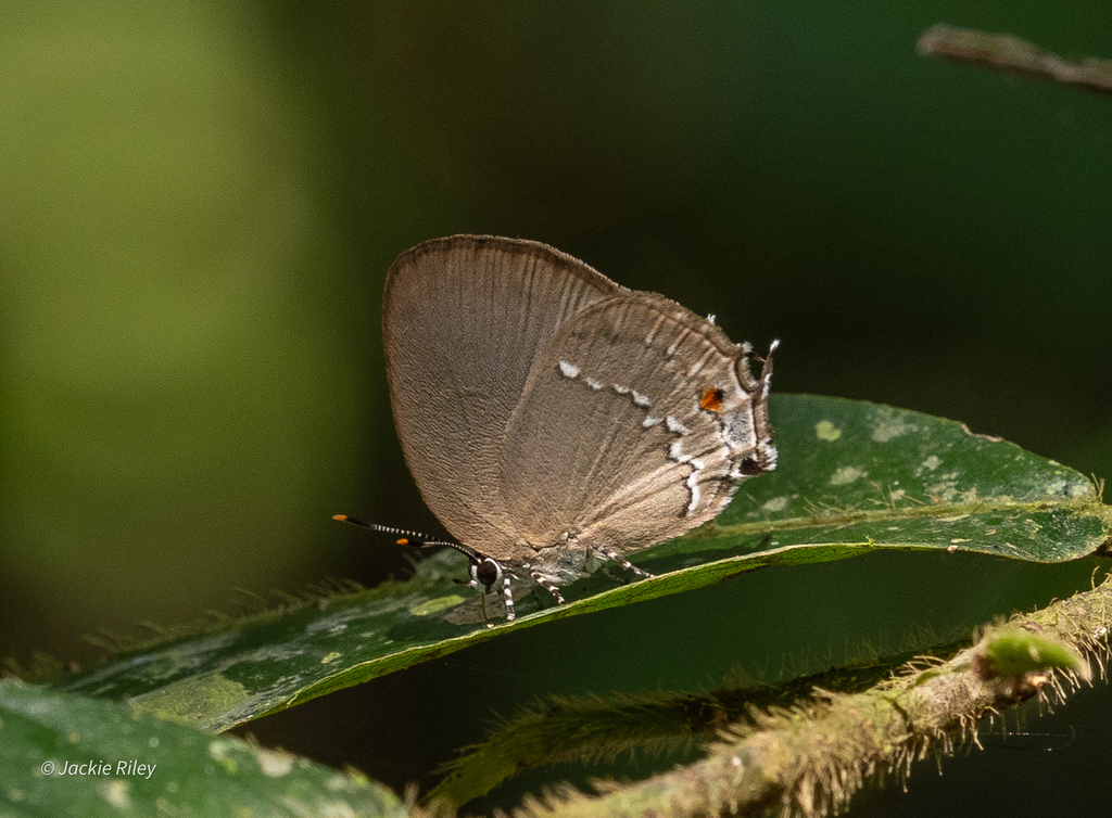 Exorbaetta metanira from ARCC, Lago Soledad, Tambopata, Peru on ...
