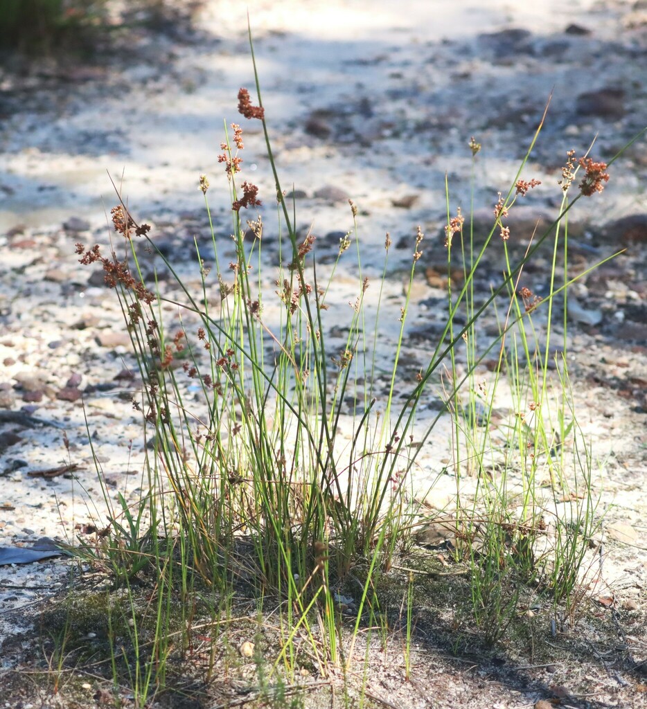 spiny rush from Brisbane Water National Park, Woy Woy Bay, New South ...