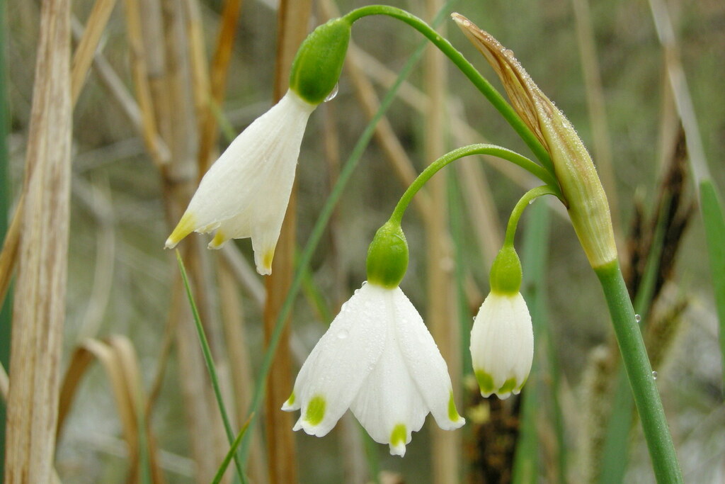 Summer snowflake from Gérone, Espagne on April 8, 2007 at 10:11 AM by ...