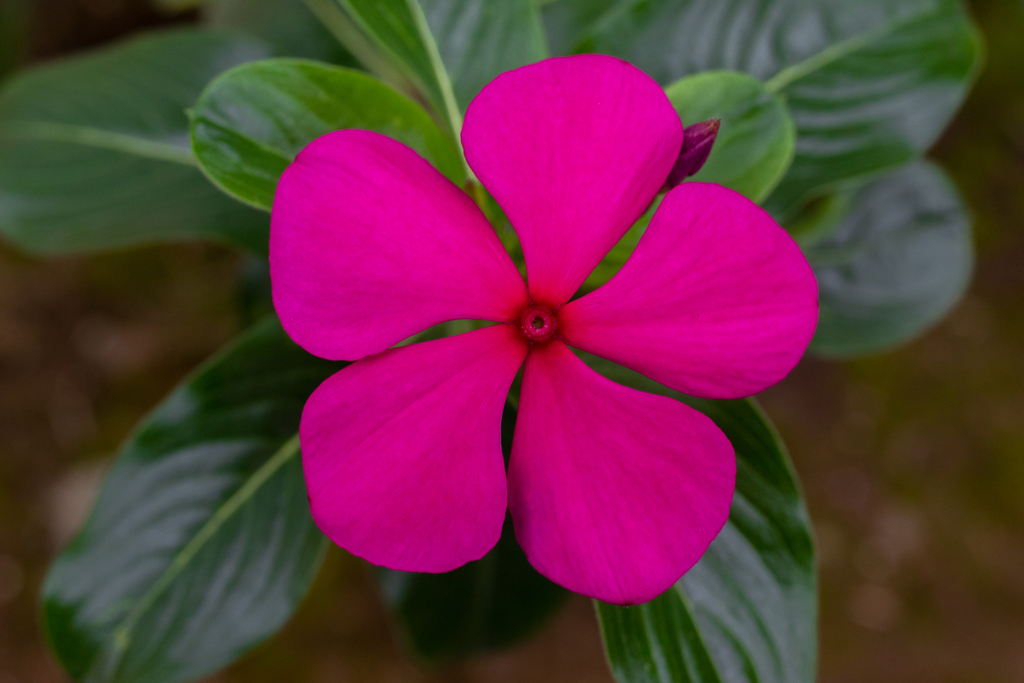 Periwinkle Used For Medicine