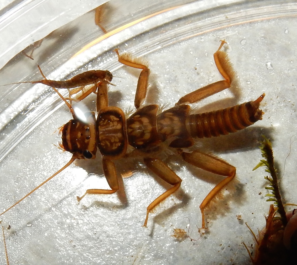 Common Stone (Invertebrates of Montana, USA) · iNaturalist