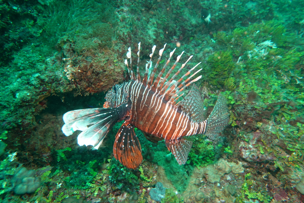 Indian Lionfish from Mida Creek Road, J2P3+VJW, Watamu, Kenya on ...