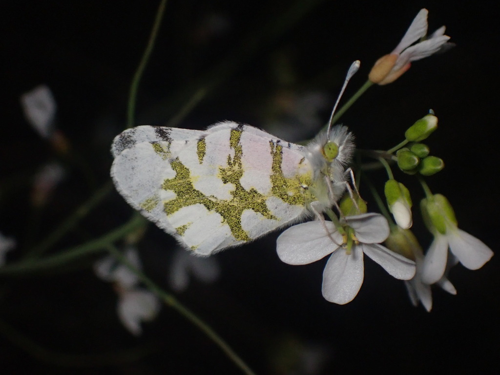 Olympia Marble in May 2023 by Angus Mossman. Common after dark on ...