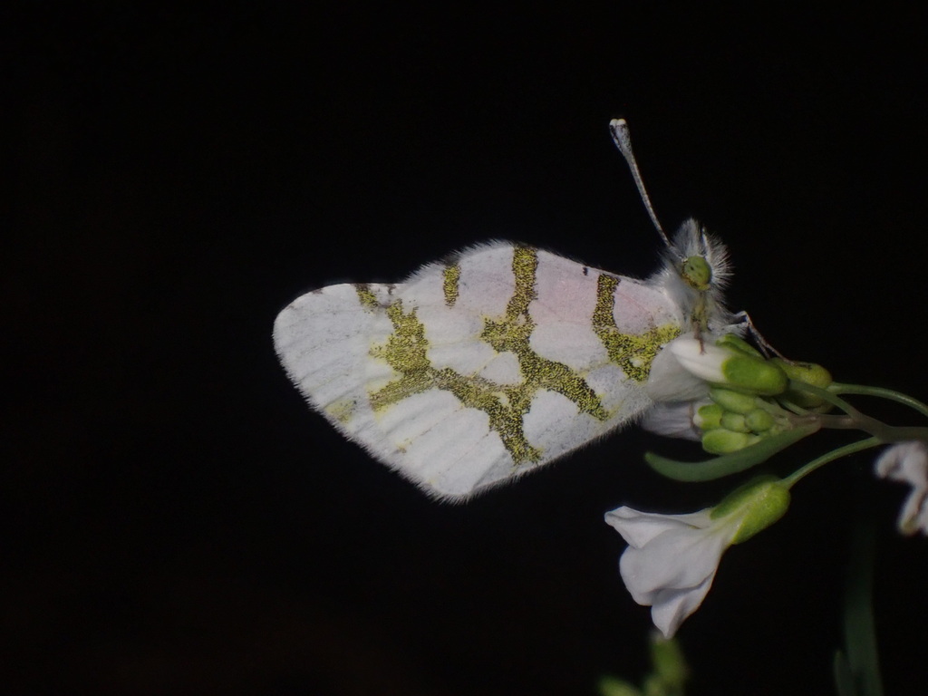 Olympia Marble in May 2023 by Angus Mossman. Common after dark on ...