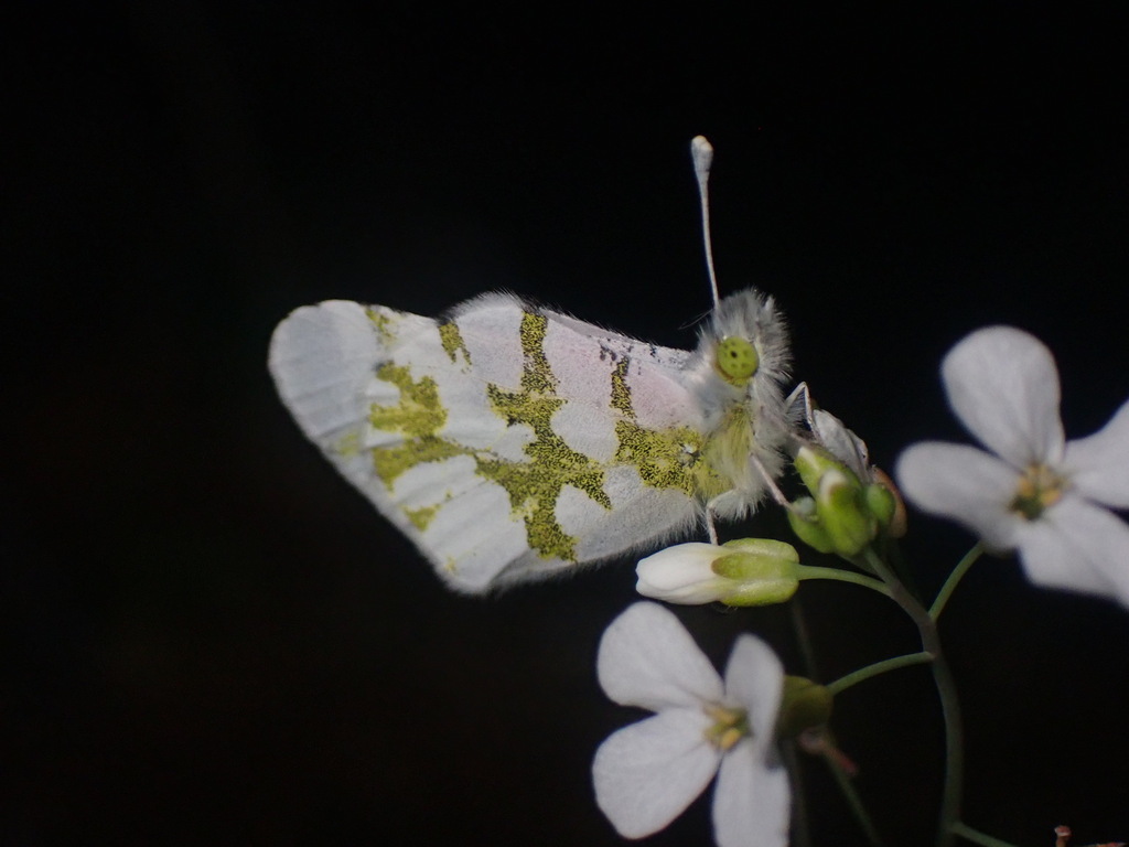 Olympia Marble in May 2023 by Angus Mossman. Common after dark on ...