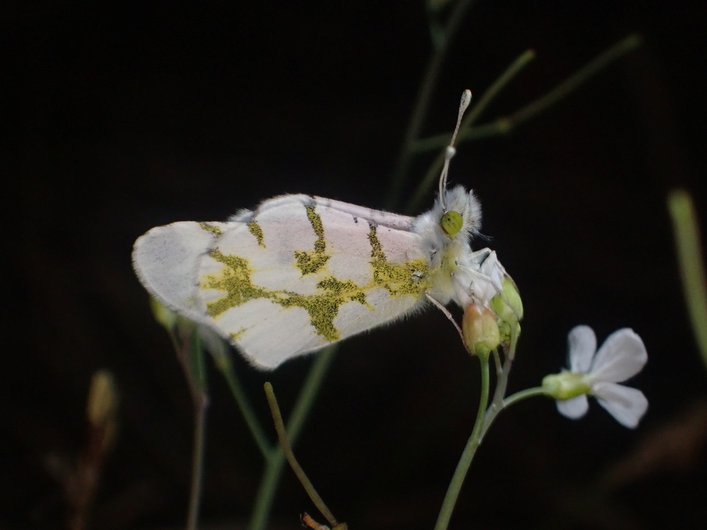 Olympia Marble in May 2023 by Angus Mossman. Common after dark on ...