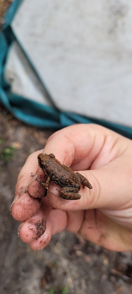 Greenhouse Frog from Eustis, FL, USA on January 13, 2024 at 09:43 AM by ...