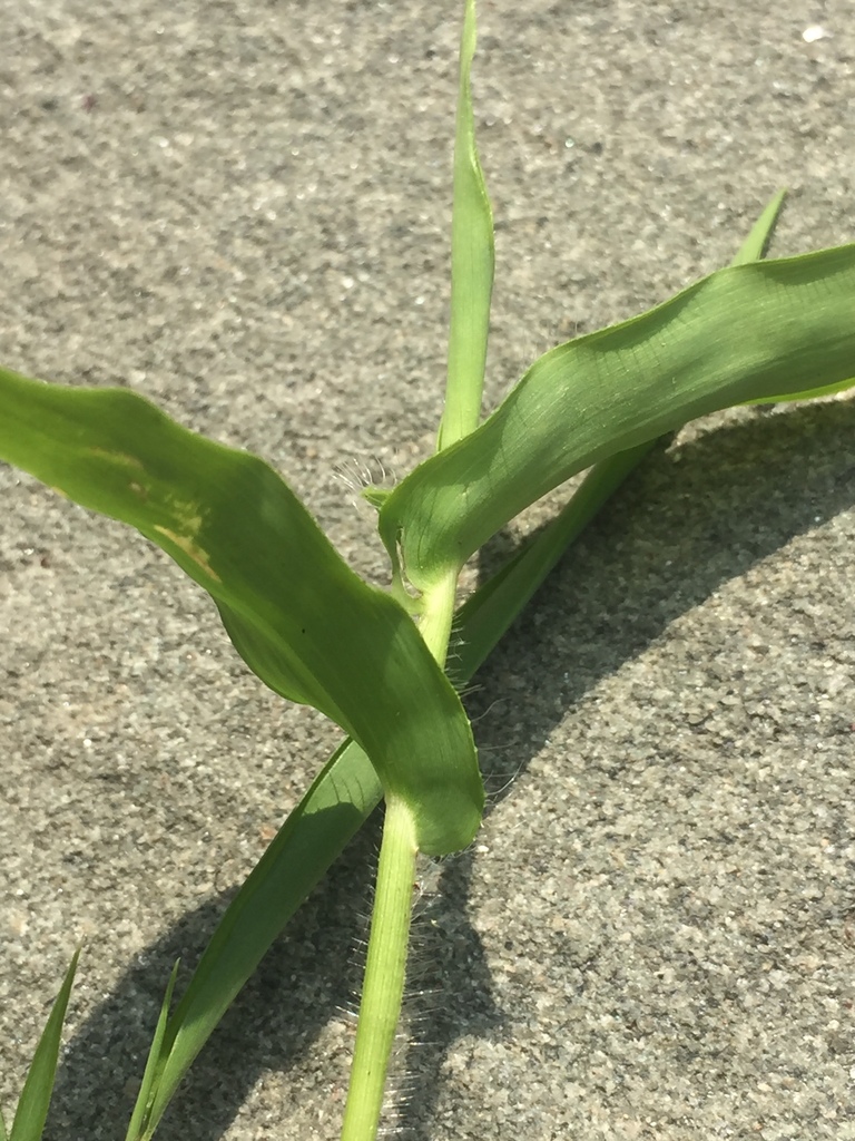 small carpetgrass from 608 Ramapo Valley Rd, Mahwah, NJ, US on August ...