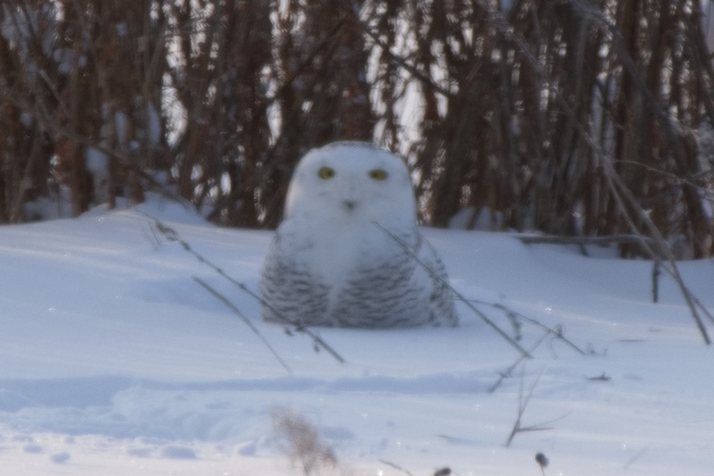 Snowy Owl in January 2024 by Александр Чегодаев · iNaturalist
