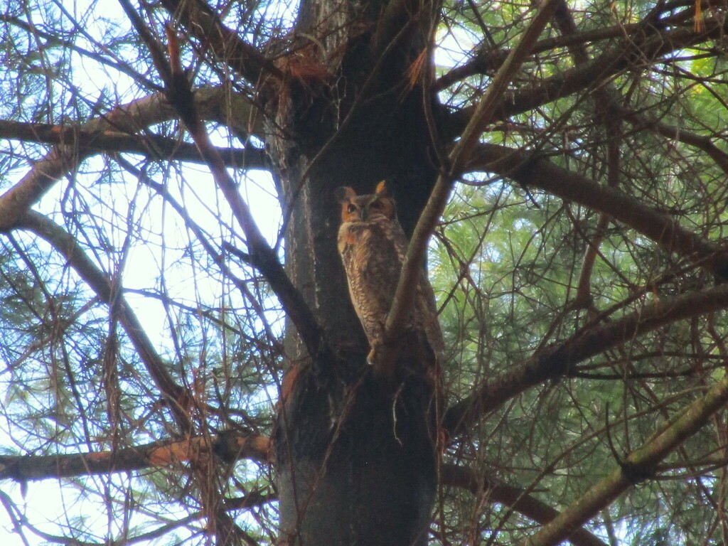 Great Horned Owl from New Brunswick, NJ, USA on January 13, 2024 at 09: ...