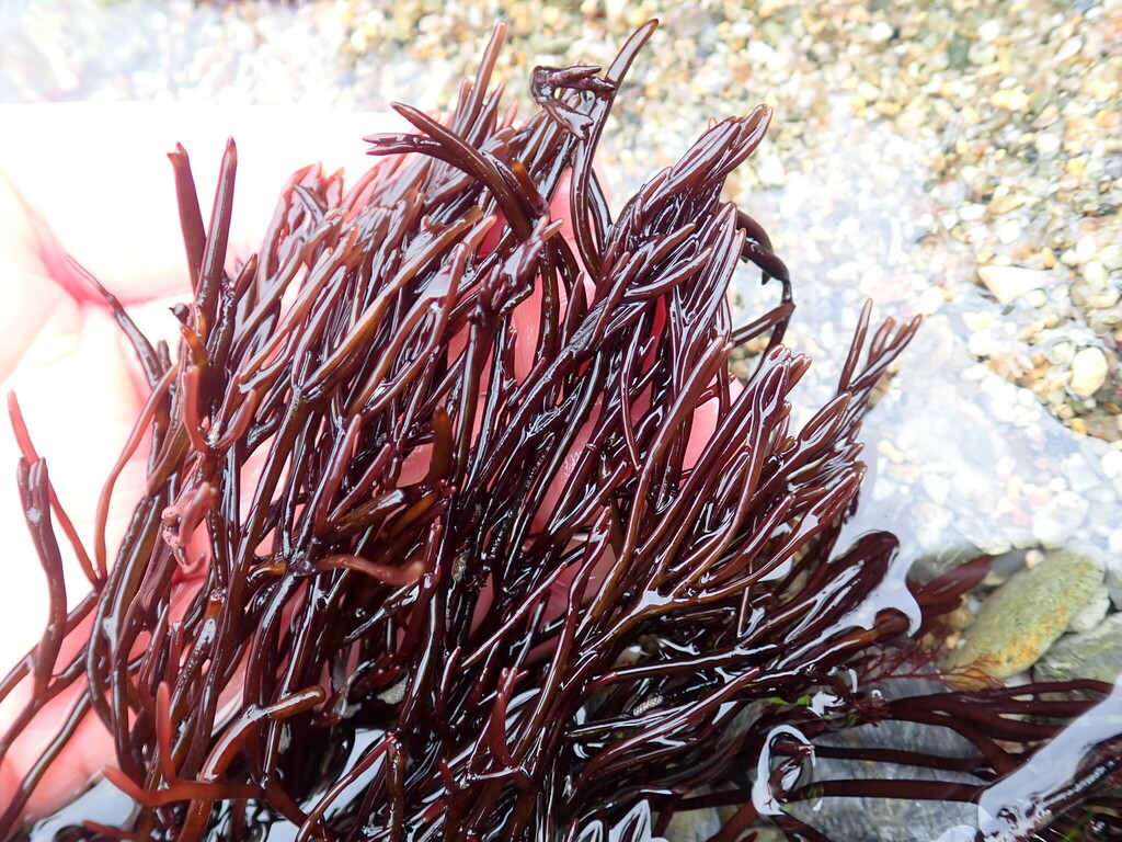 Furcellaria lumbricalis from Falmouth, UK on January 13, 2024 at 02:04 ...