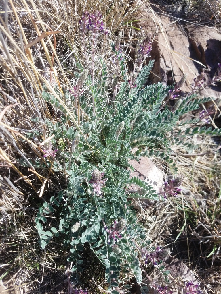 Earle's woolly locoweed from Jeff Davis County, TX, USA on March 31 ...