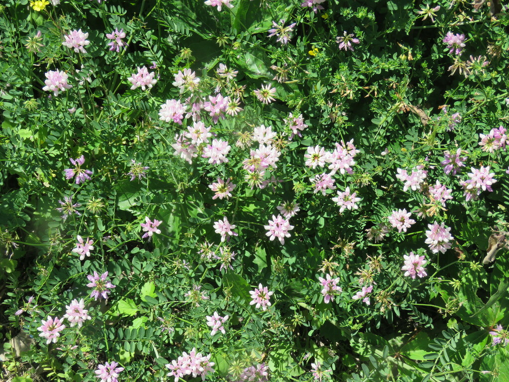 purple crownvetch from Muddy Brook Park, Poor Farm Rd, South Burlington ...