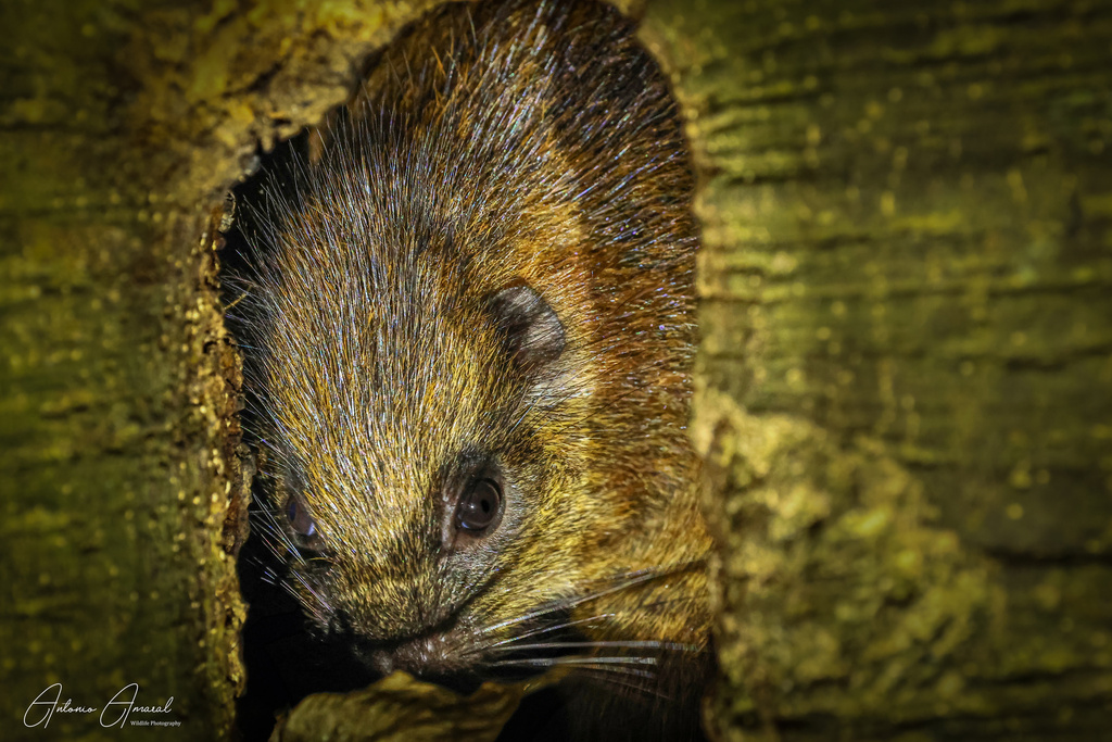 Giant Atlantic Tree Rat in January 2024 by Antonio Amaral · iNaturalist