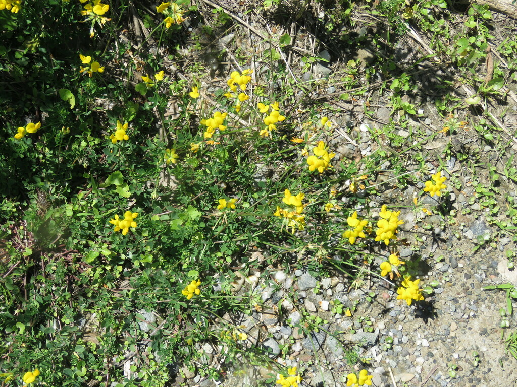 bird's-foot trefoil from Muddy Brook Park, Poor Farm Rd, South ...