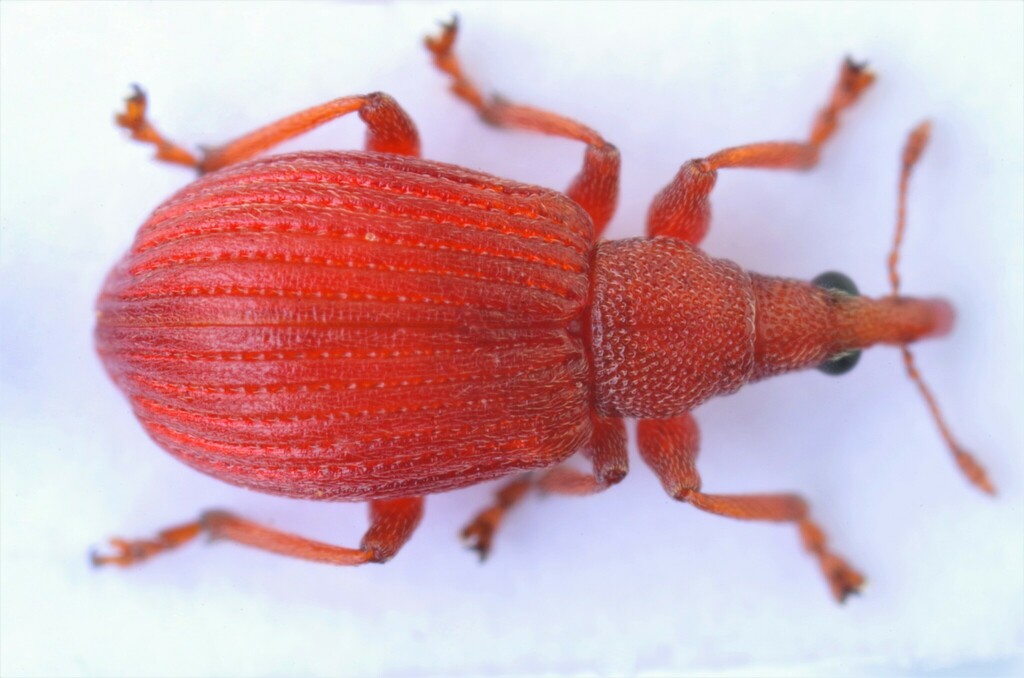 Apion frumentarium from Šakių r. sav., Lietuva on September 17, 2023 at ...