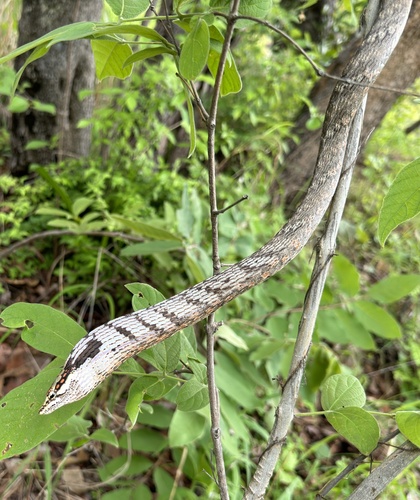 Twig Snake (Thelotornis capensis) - Snakes and Lizards