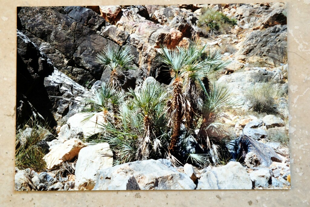 Chamaerops humilis argentea from Province de Tiznit, Maroc on October 7 ...