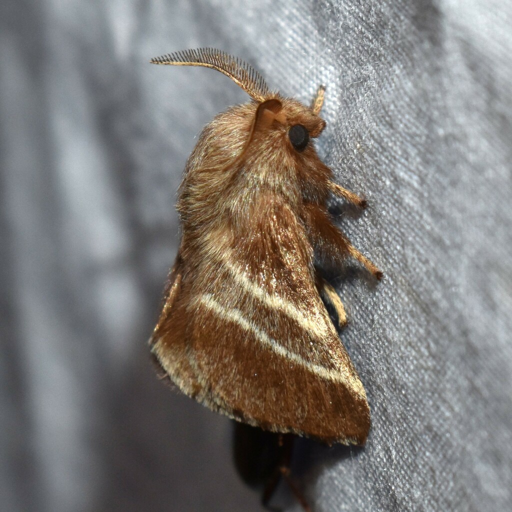 Eastern Tent Caterpillar Moth in June 2023 by jeffniz · iNaturalist