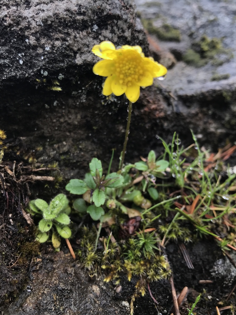 spring gold from Gowlland Tod Provincial Park, Highlands, BC, CA on ...