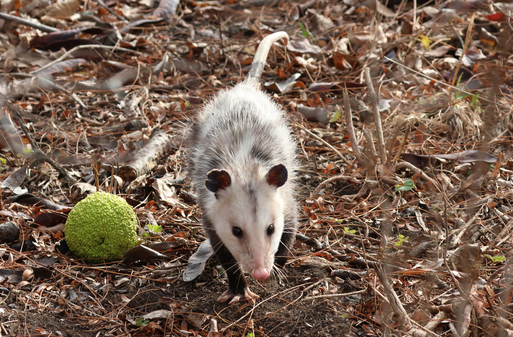 Virginia Opossum from Putnam County, MO, USA on October 29, 2022 at 03: ...