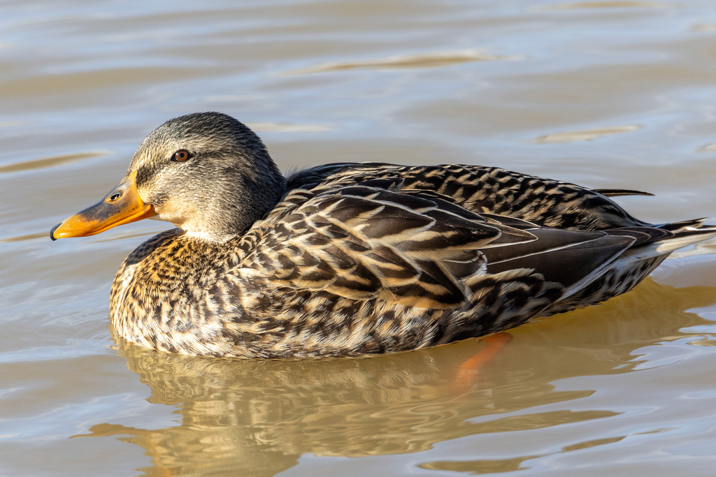 Mallard from Centerville, OH, USA on January 11, 2024 at 02:39 AM by ...