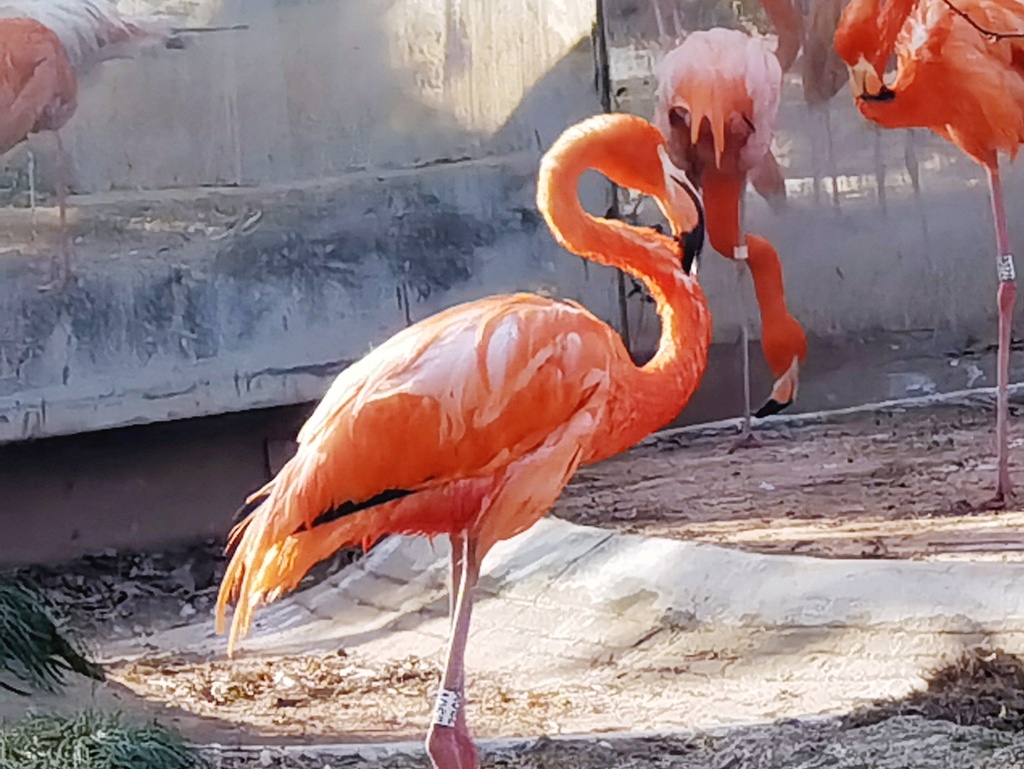 Large Flamingos from 上海动物园, 上海市, CN on January 14, 2024 at 01:36 AM by ...
