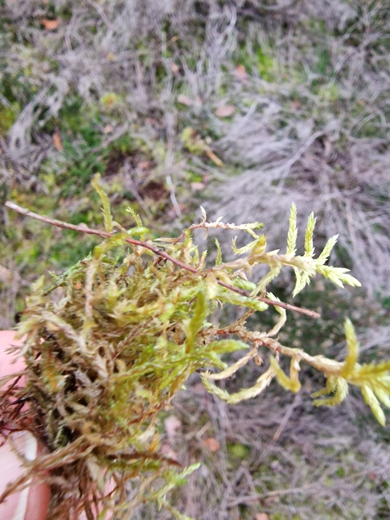 Red-stemmed Feather Moss from Keston & Hayes Commons SSSI Keston ...