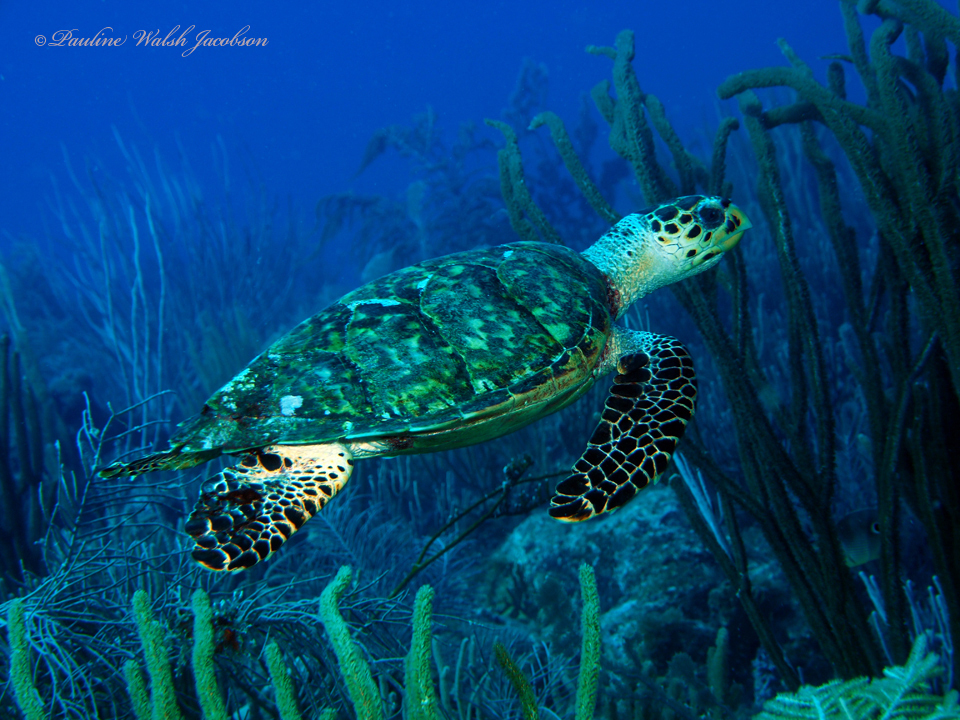 Hawksbill Sea Turtle in June 2017 by Pauline Walsh Jacobson. Congo Cay ...