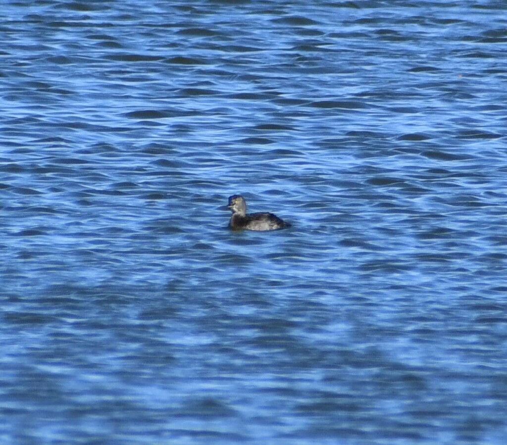 Least Grebe from Calallen, Corpus Christi, TX, USA on January 13, 2024 ...