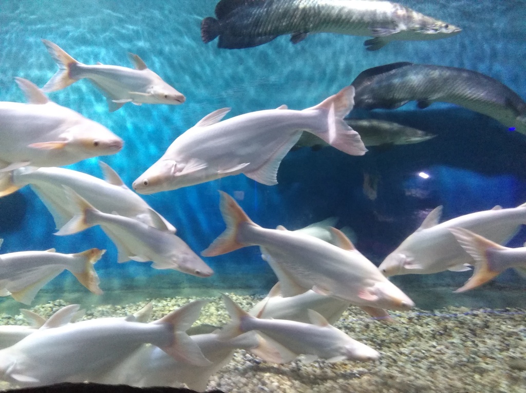 Iridescent Shark on July 11, 2020 at 01:46 PM by lgn · iNaturalist