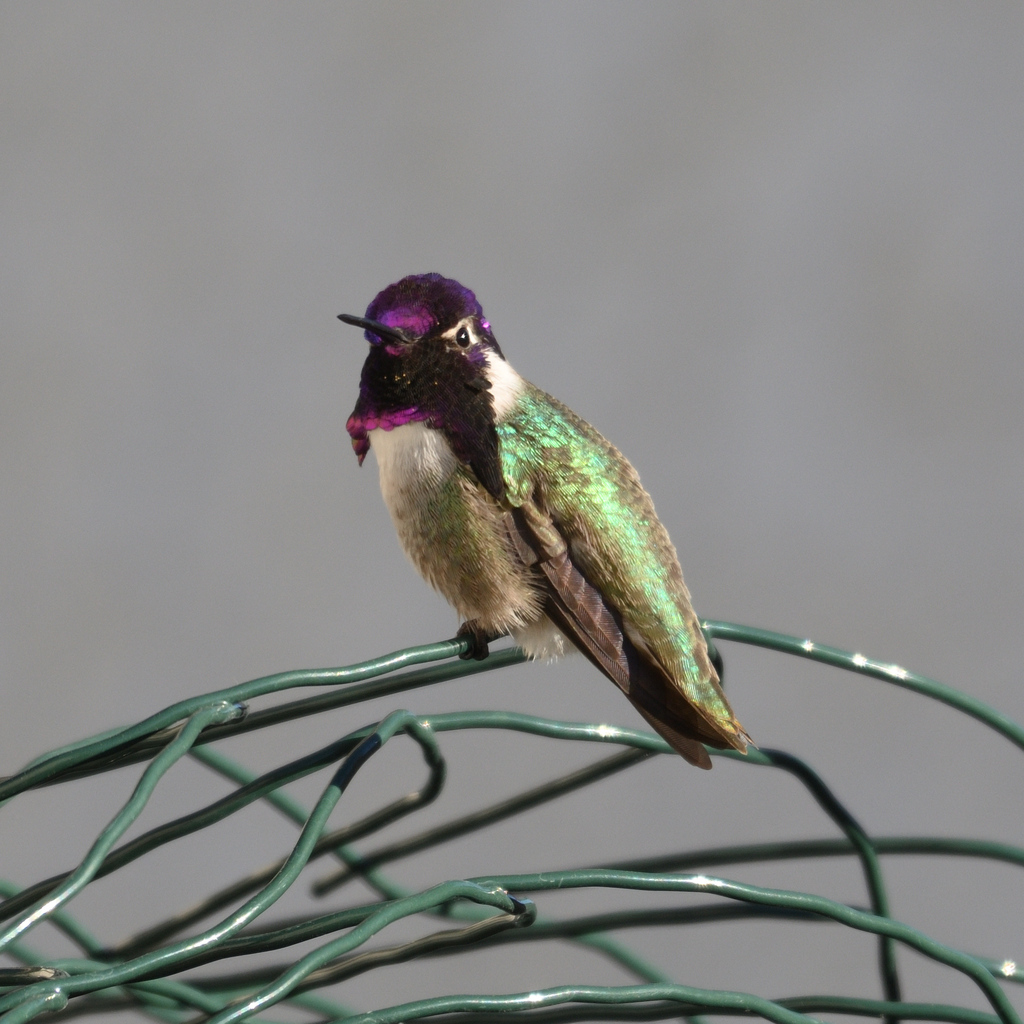 Costa's Hummingbird in January 2024 by Daryl Williams · iNaturalist