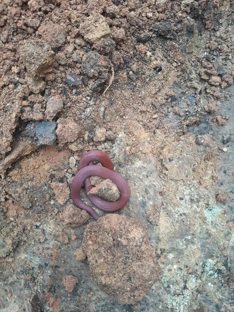 Blood Snake from Oaxaca, MX on January 13, 2024 at 12:15 PM by ...