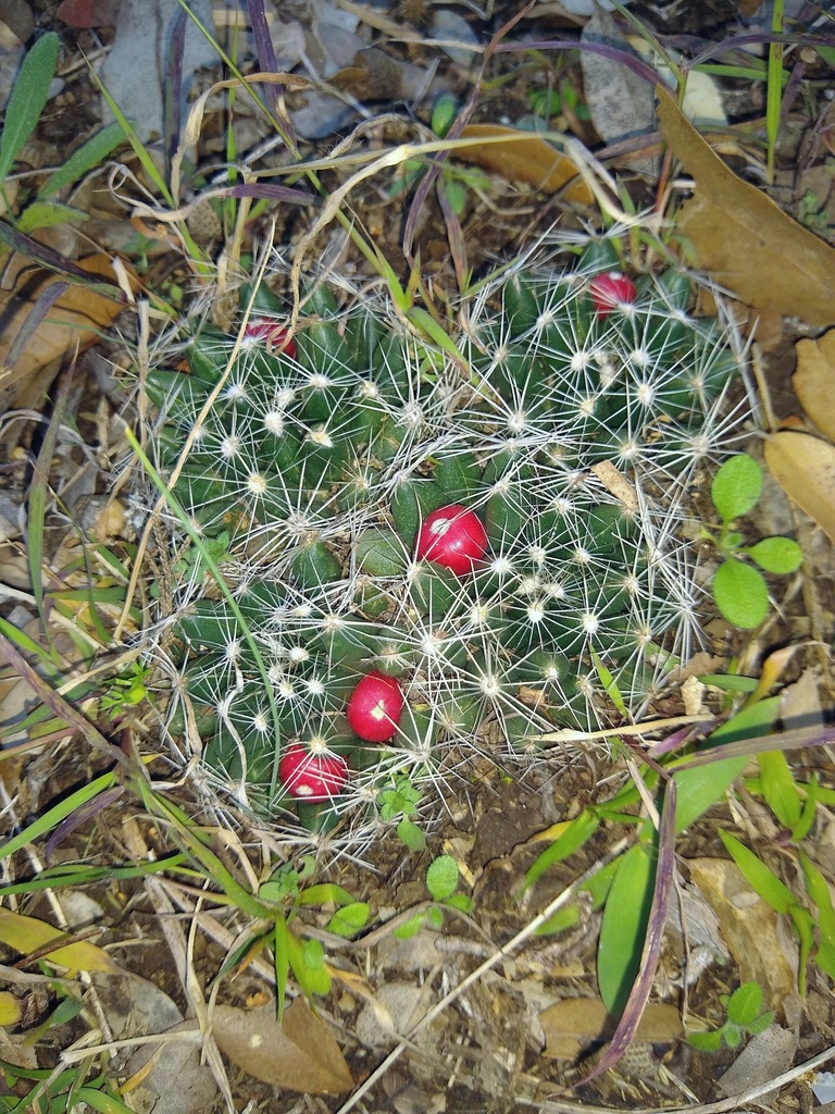 Missouri Foxtail Cactus in January 2024 by Arnan Pawawongsak · iNaturalist