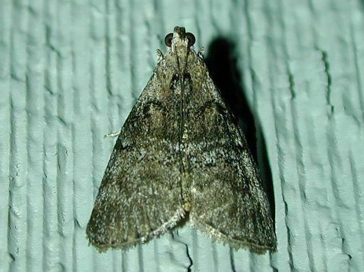 Maple Webworm Moth from Bedford Audubon Society, Katonah, NY, USA on ...
