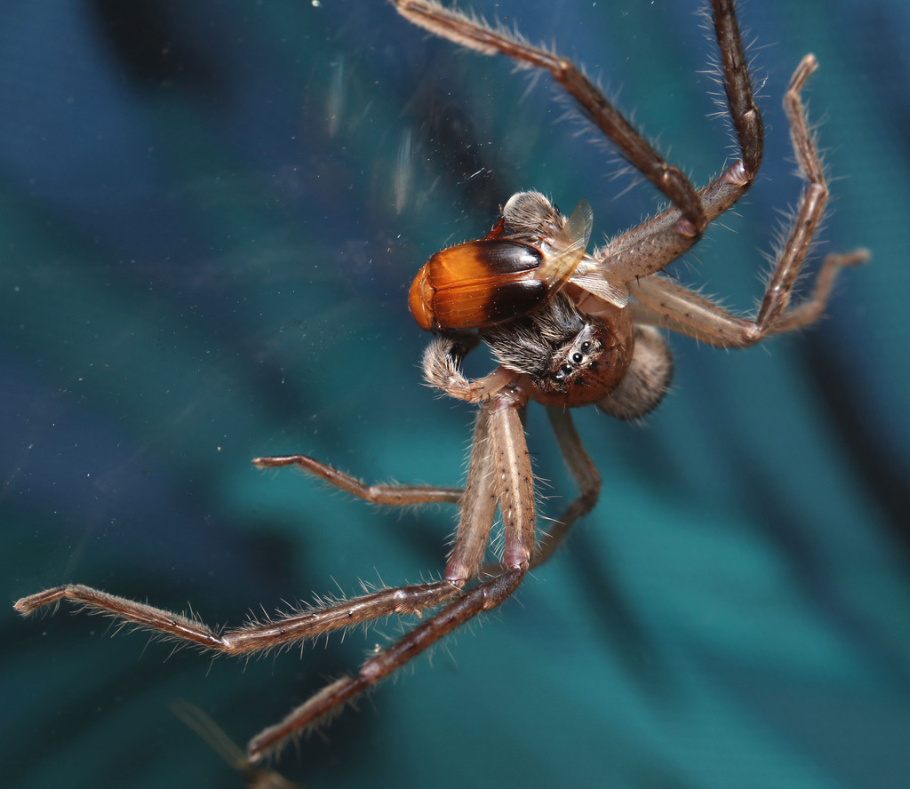 Badge Huntsman Spiders in December 2023 by juliegraham173 · iNaturalist