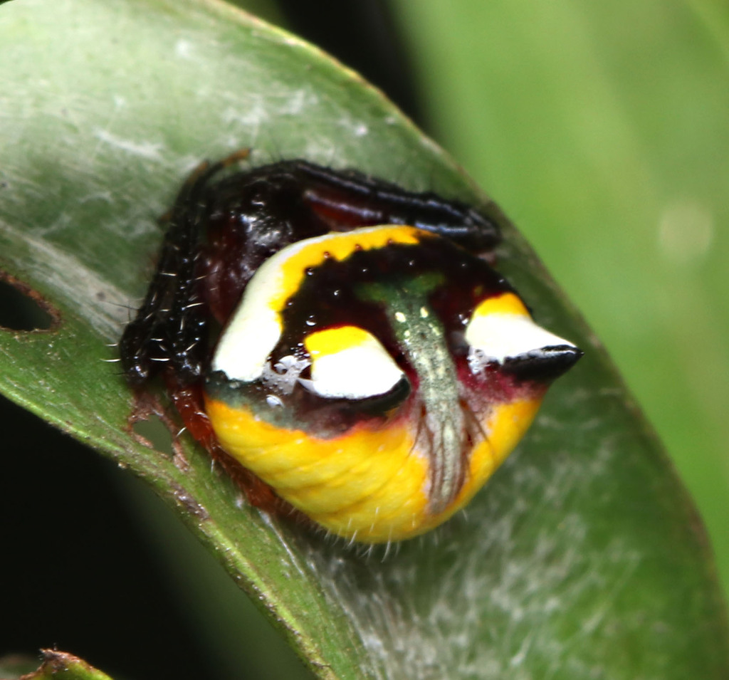 Two-spined spider in December 2023 by juliegraham173 · iNaturalist