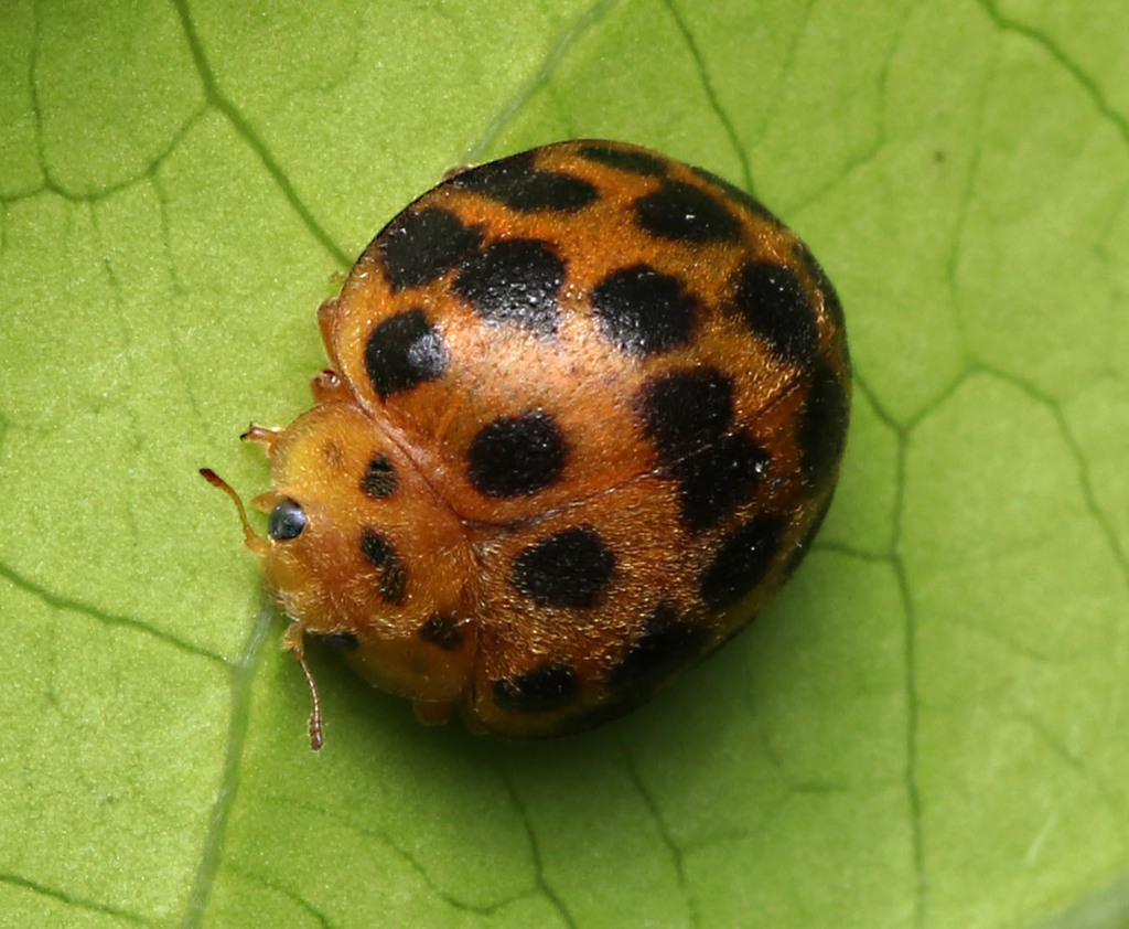 Hadda Beetle in December 2023 by juliegraham173 · iNaturalist