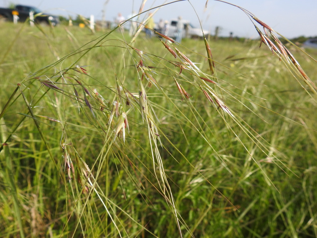 Texas winter grass from Bastrop County, TX, USA on April 11, 2019 at 07 ...