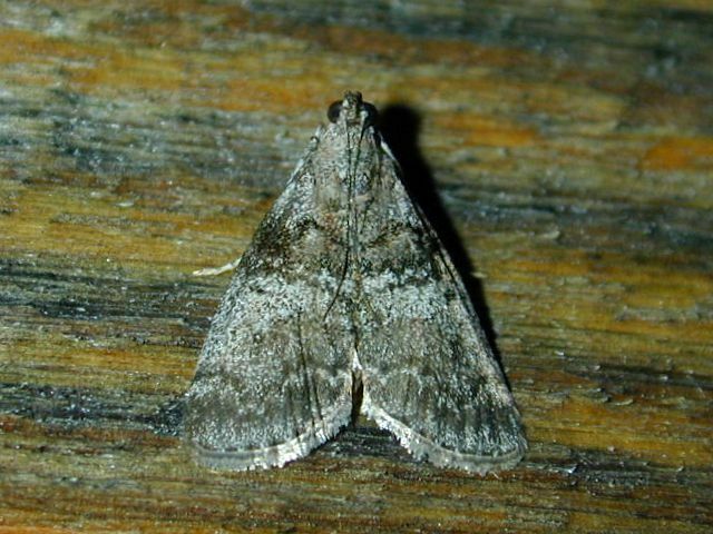 Maple Webworm Moth from 377 Bridgehampton-Sag Harbor Turnpike ...