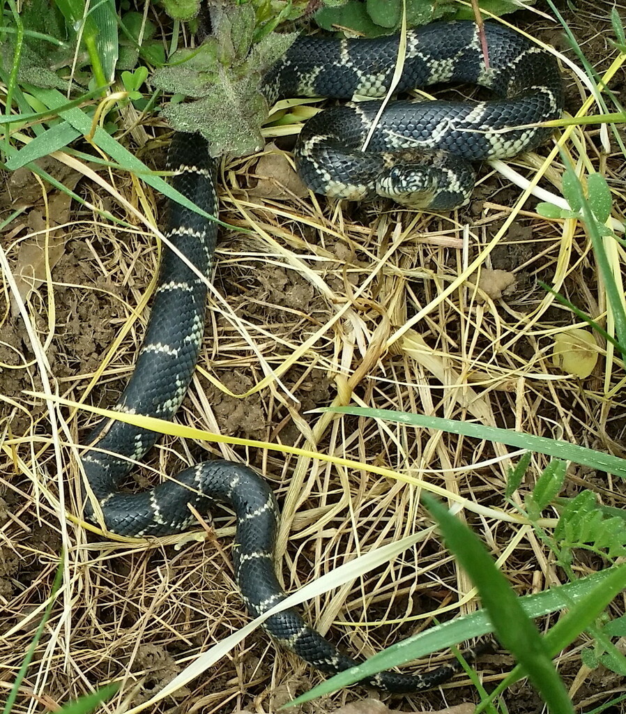 Eastern Kingsnake in March 2016 by leroycluke · iNaturalist