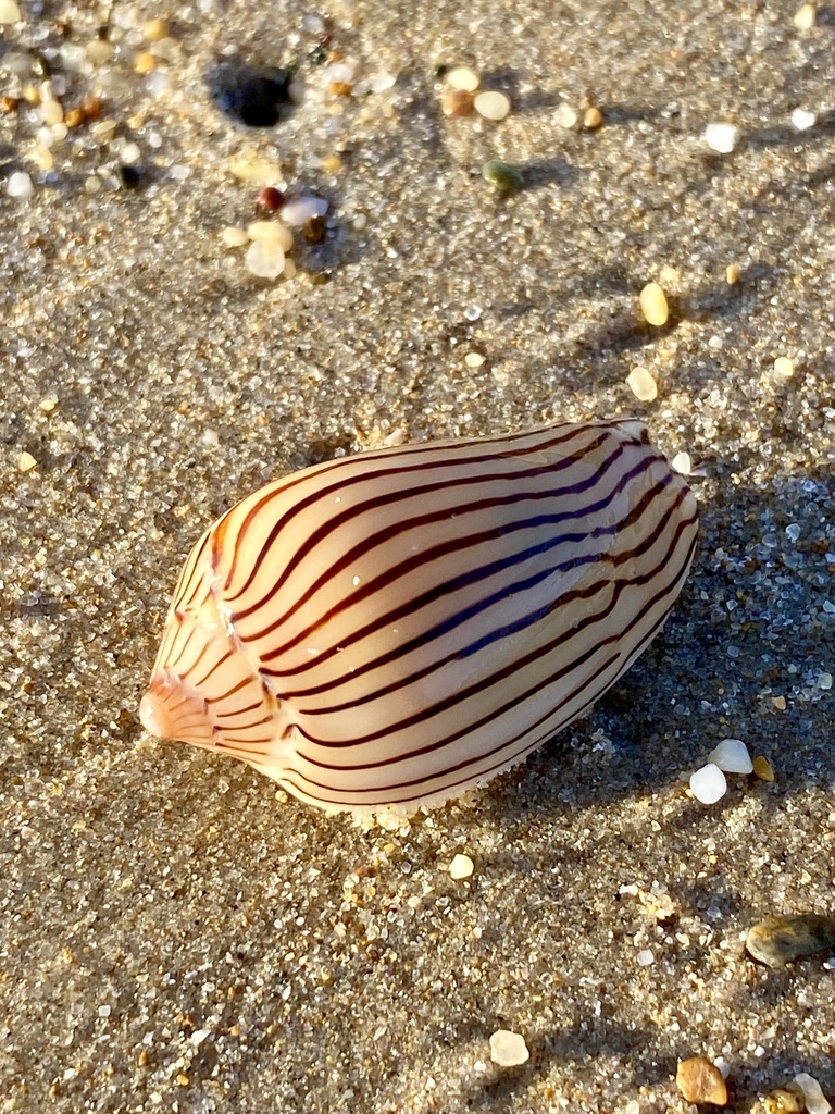 Zebra Volute from Tasman Sea, Corindi Beach, NSW, AU on January 14 ...