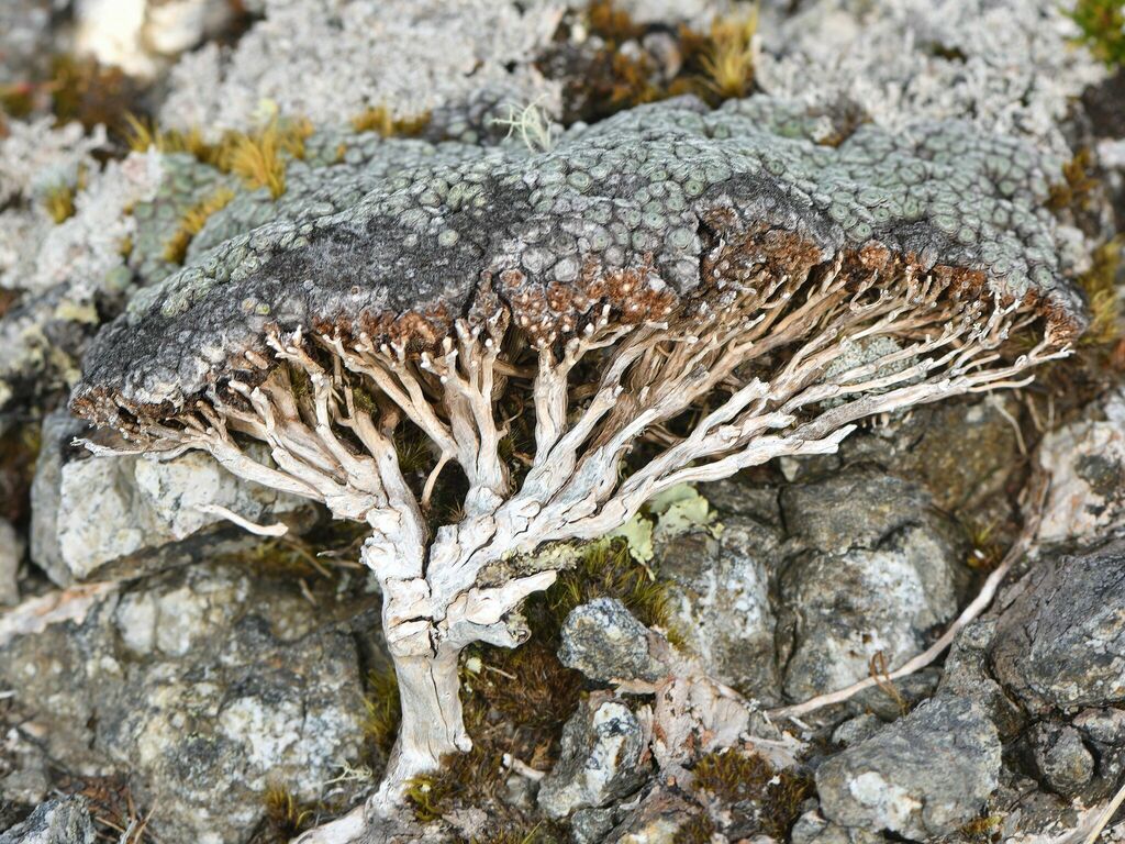 Raoulia rubra in January 2024 by Dougal Townsend. Probably. R. rubra ...