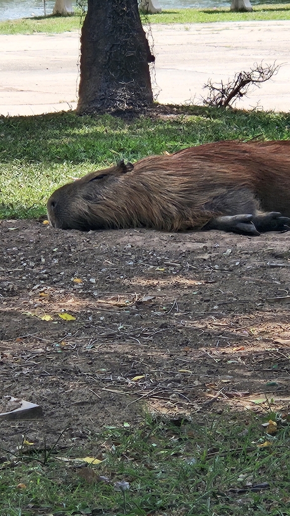 Capybara from Butantã, São Paulo - SP, 05508-030, Brasil on January 8 ...