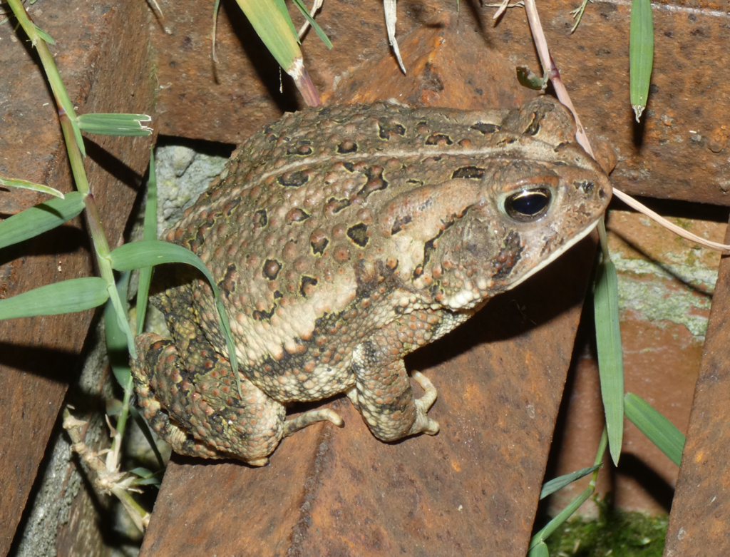 Fowler's Toad from Oak Ridge, NC, USA on June 17, 2023 at 09:13 PM by ...