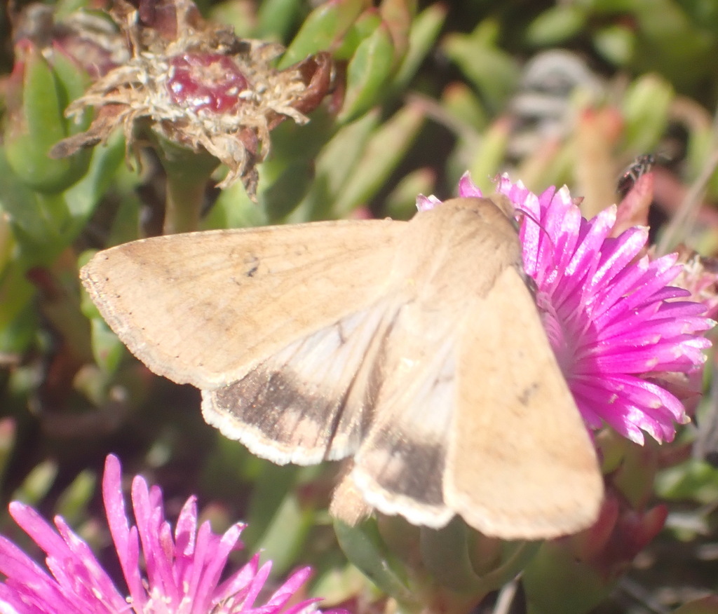 Cotton Bollworm Moth from Simbavarti Fynbos on Sea, Garden Route ...
