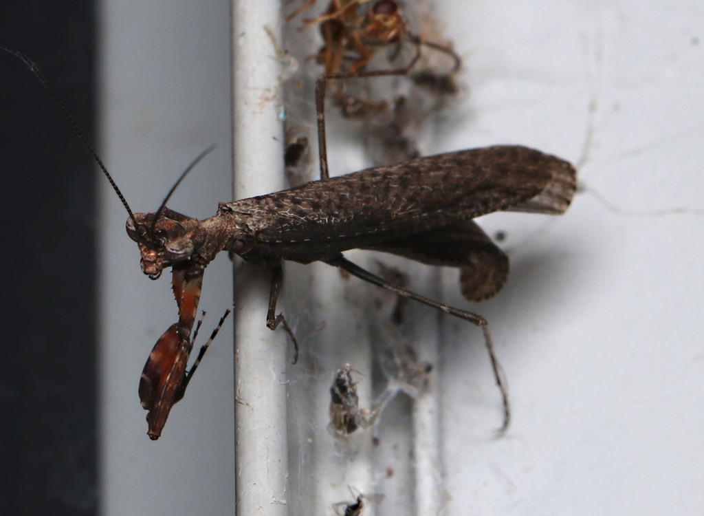 Boxer Bark Mantises in January 2024 by juliegraham173 · iNaturalist