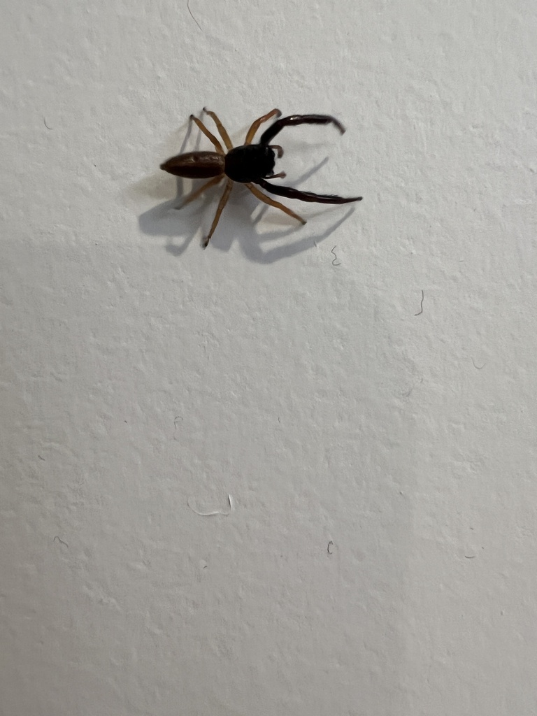 Black-headed Jumping Spider from North Island, Auckland, Auckland, NZ ...