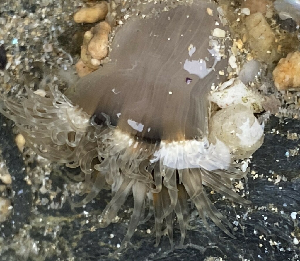 Gem Anemone from Falmouth, UK on January 13, 2024 at 12:56 PM by ...